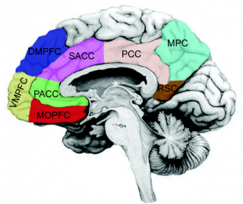 Prefrontal Cortex – Psychology of Human Emotion: An Open Access Textbook